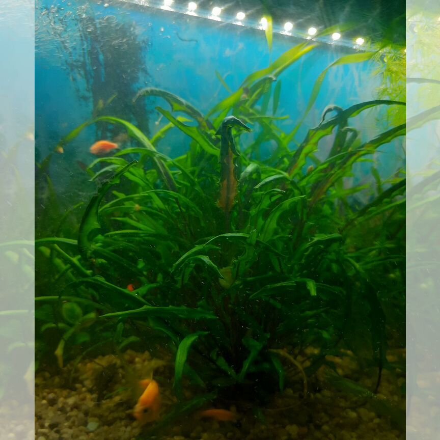 Растения в аквариум