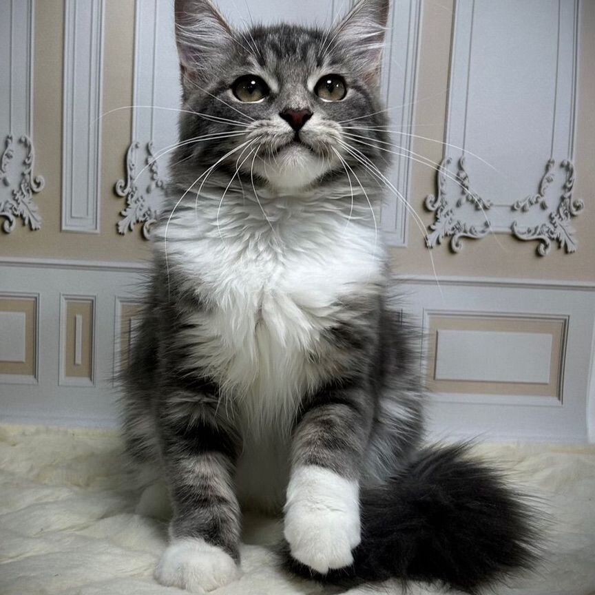 Сибирский котёнок