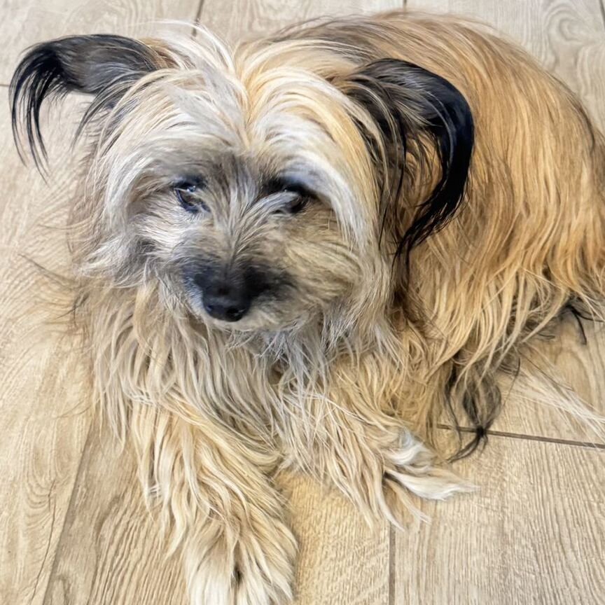 Взрослая собака от частного владельца