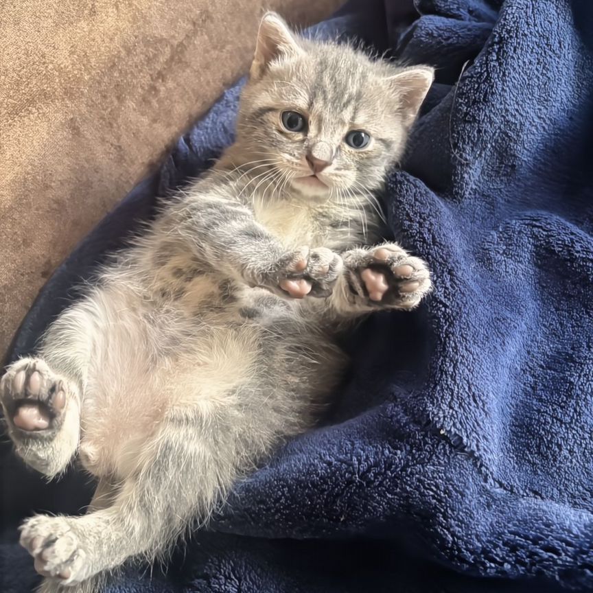 Шотландский прямоухий короткошёрстный котёнок