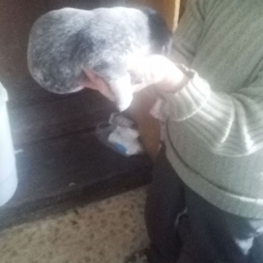 Очень спокойный щеночек ищет хозяина, звоночек