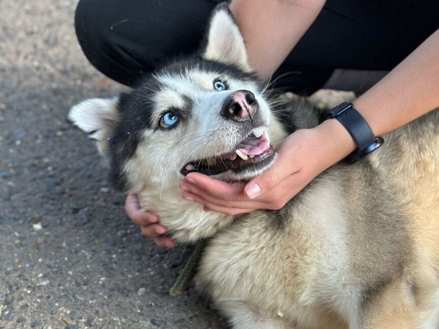 Хаски голубые глазки из приюта