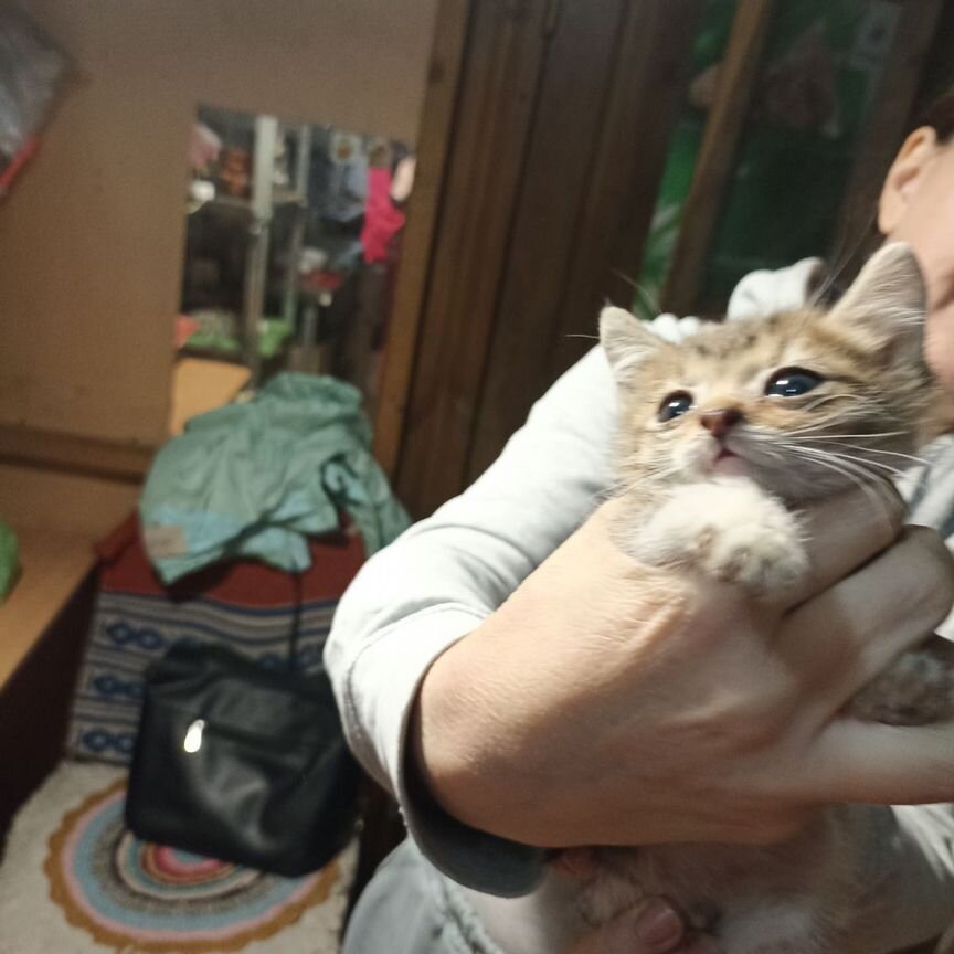 Отдам котенка в добрые руки