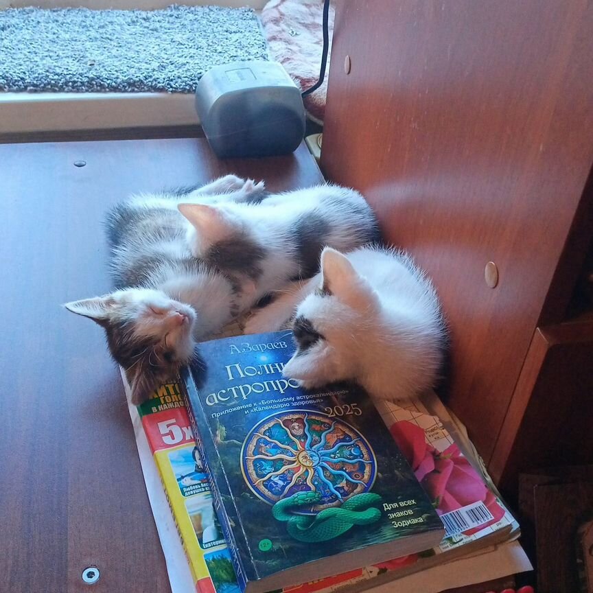 Домашние животные бесплатно