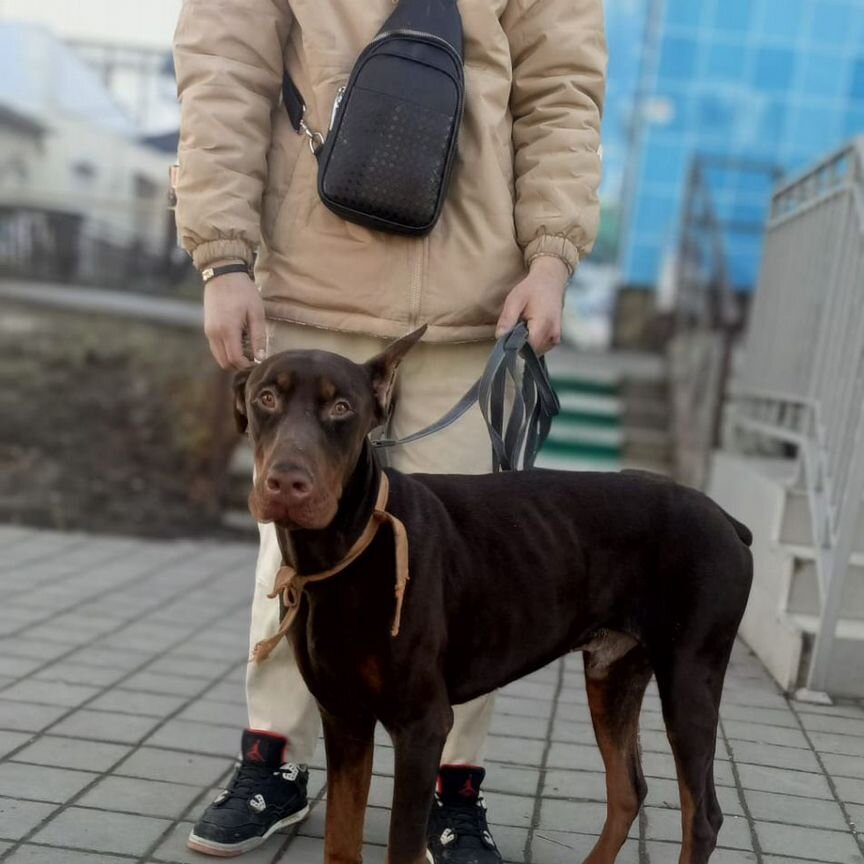 Собака в добрые руки