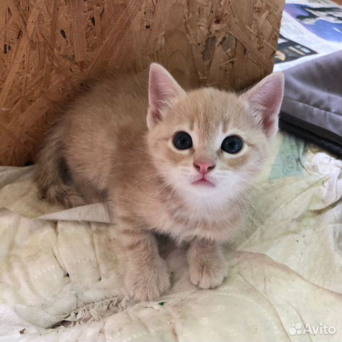 Кремовый котенок, мальчик