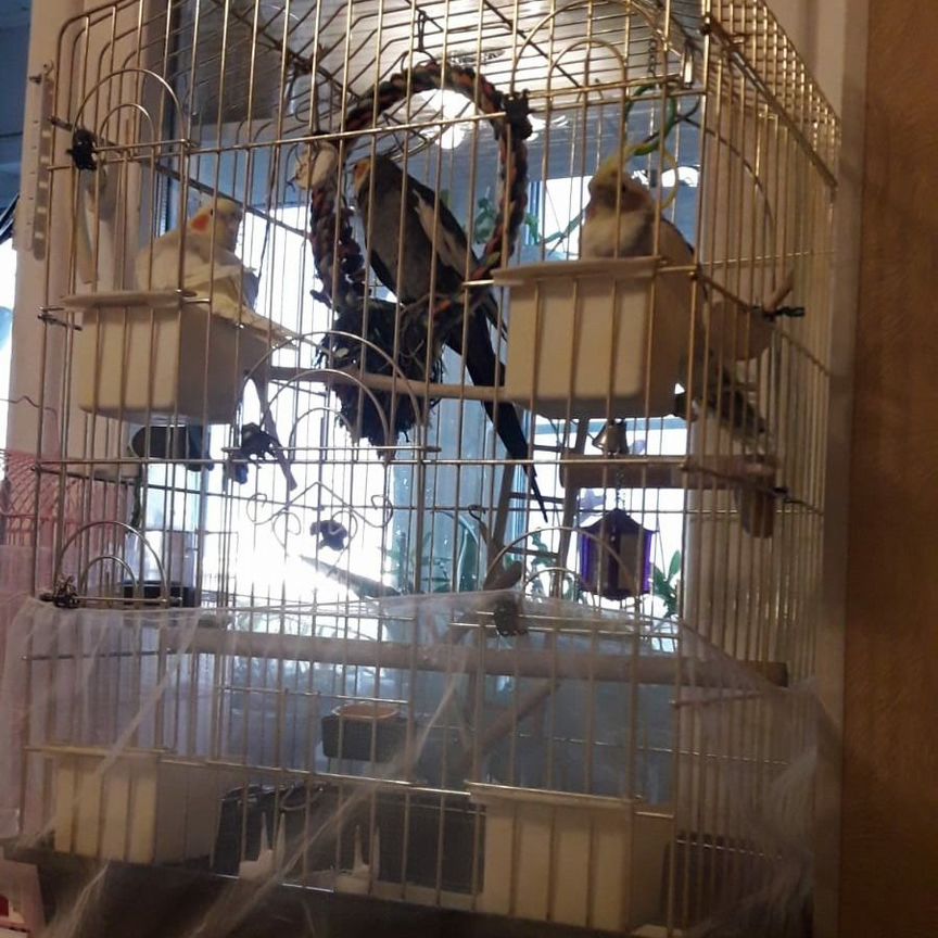 Попугай Корелла с клеткой в Москве