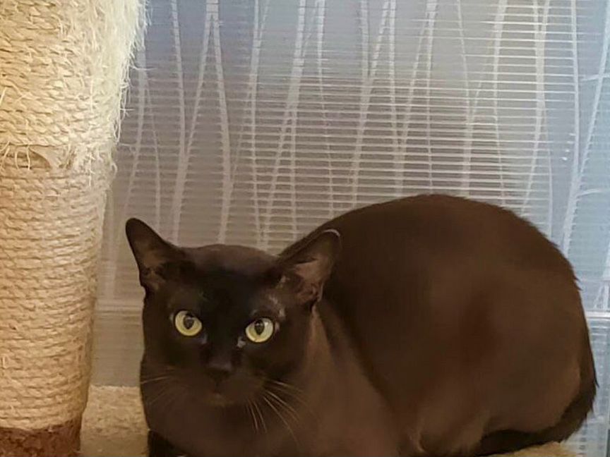 Вязка бурманский кот