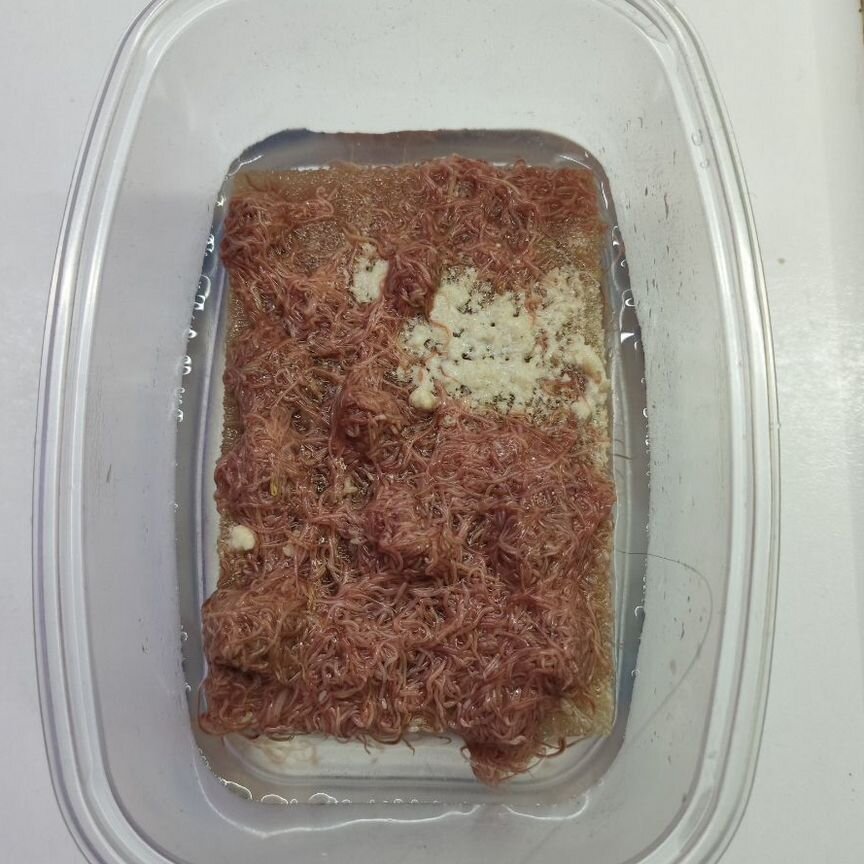 Трубочник Изя