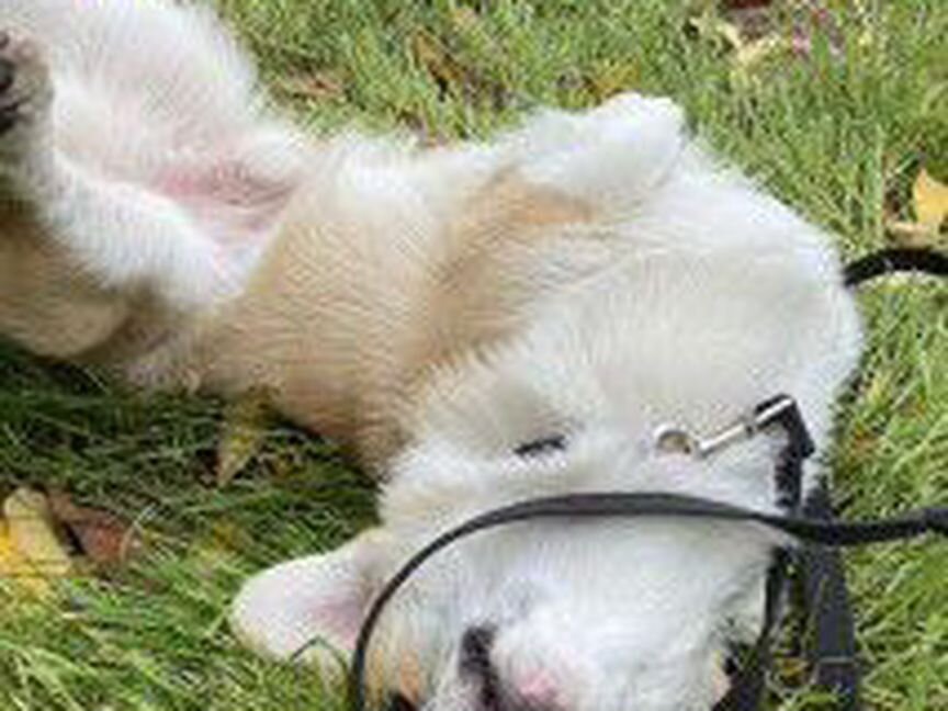 Приму в добрые руки корги