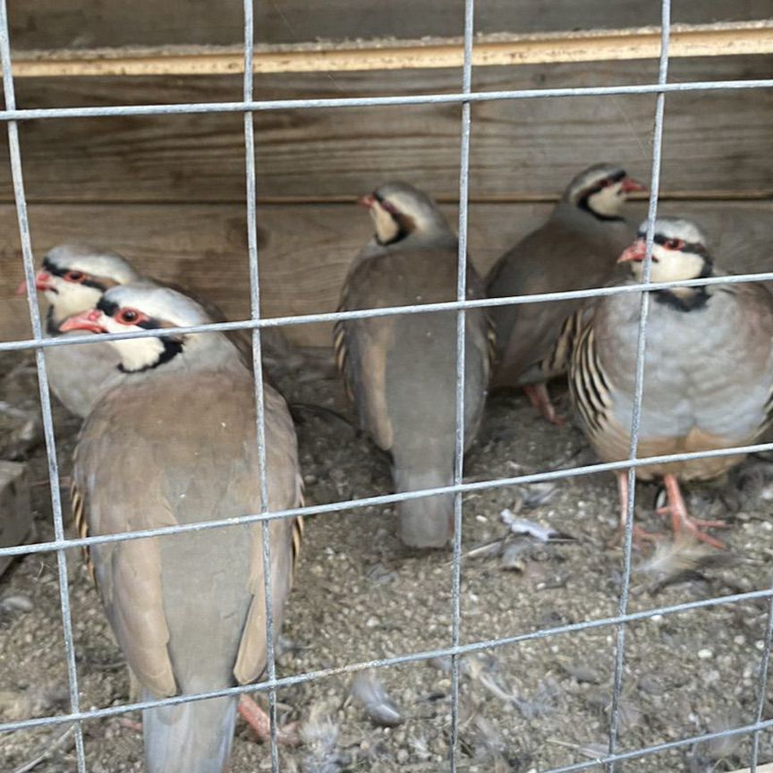 Кеклик (каменная куропатка)