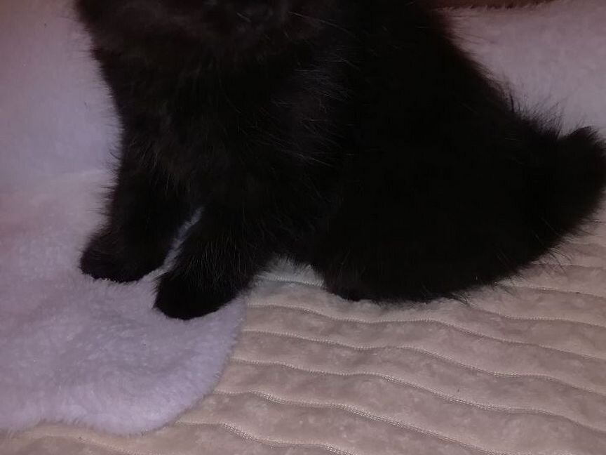 Котята метисы