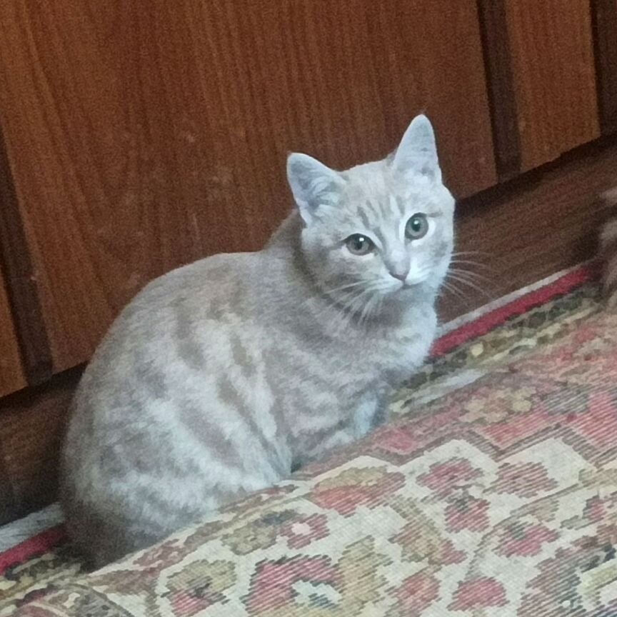 Котятки маленькие сладкие полгода
