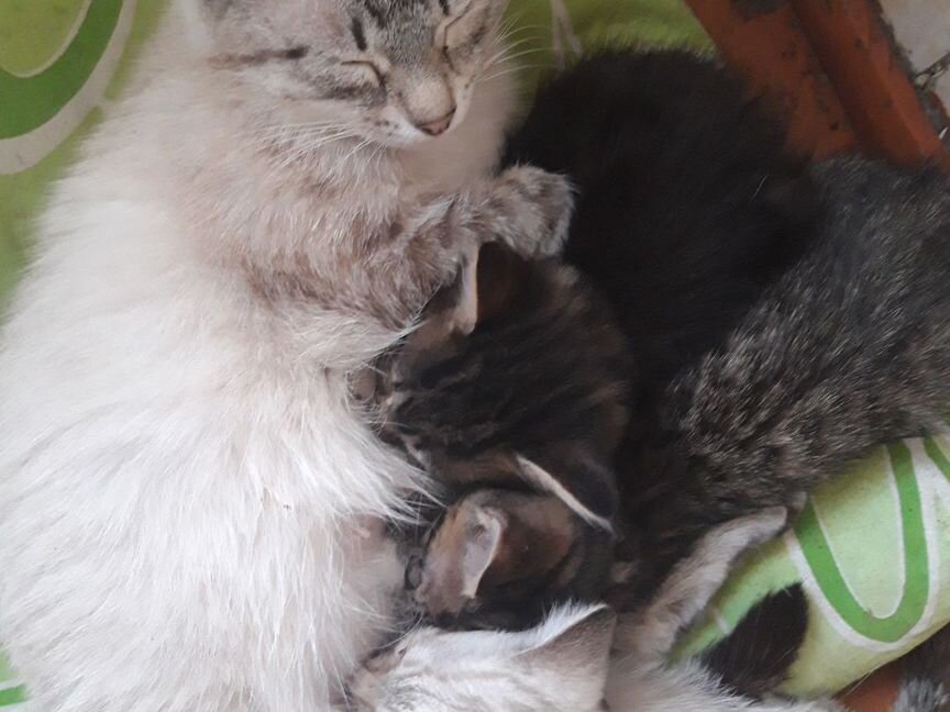 Кошка