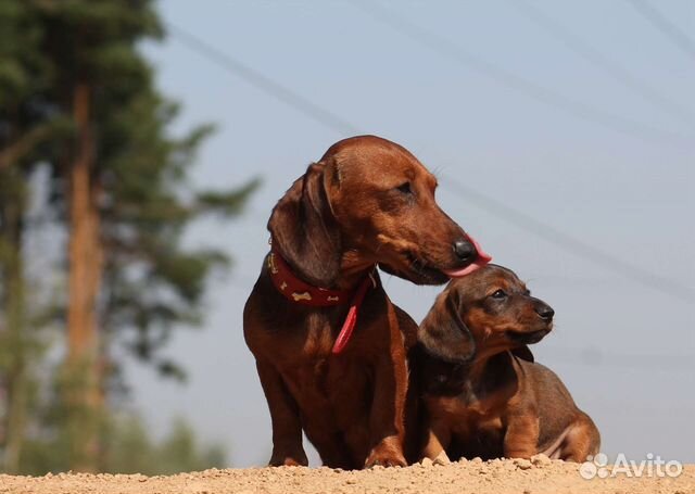 Такса кроличья
