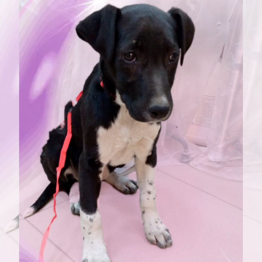 Щенок в добрые руки