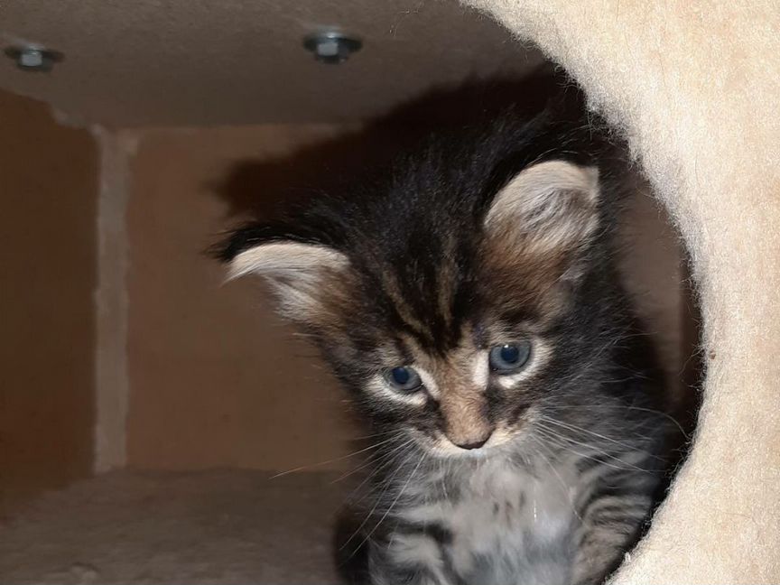 Котята мейн-кун метис