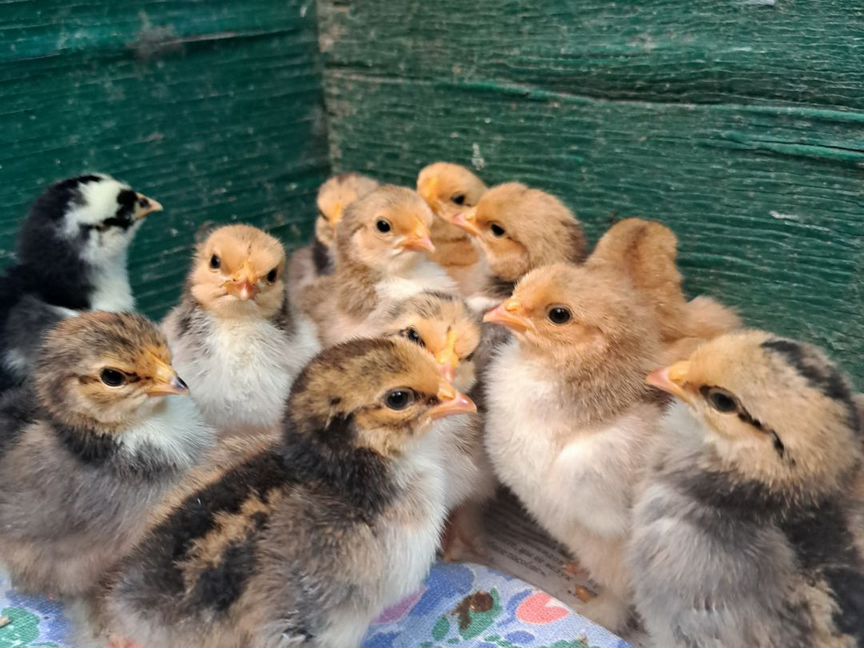 Цыплята бентамки