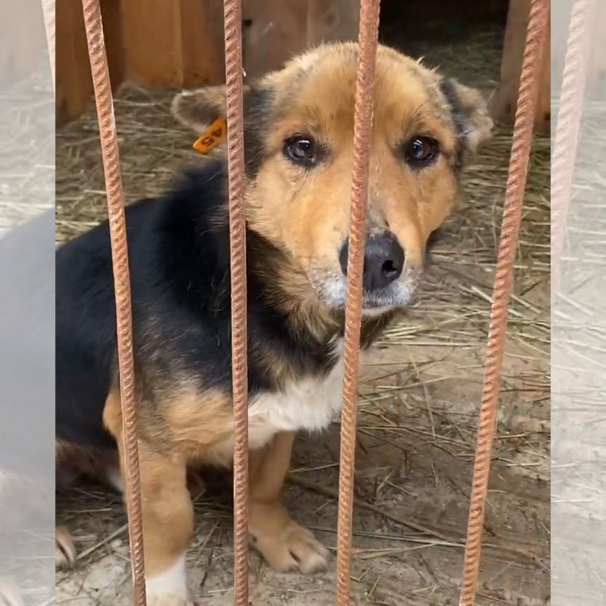 Взрослый пёс в добрые руки