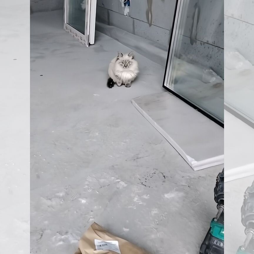 Сибирский котёнок