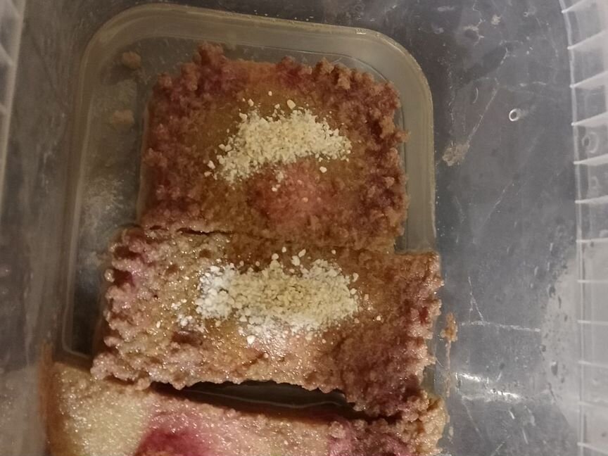 Израильский трубочник(Изя)