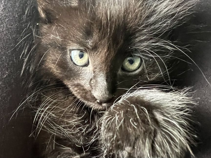 Котенок в добрые руки