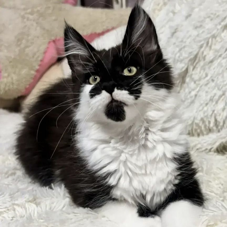 Мейн-кун котёнок