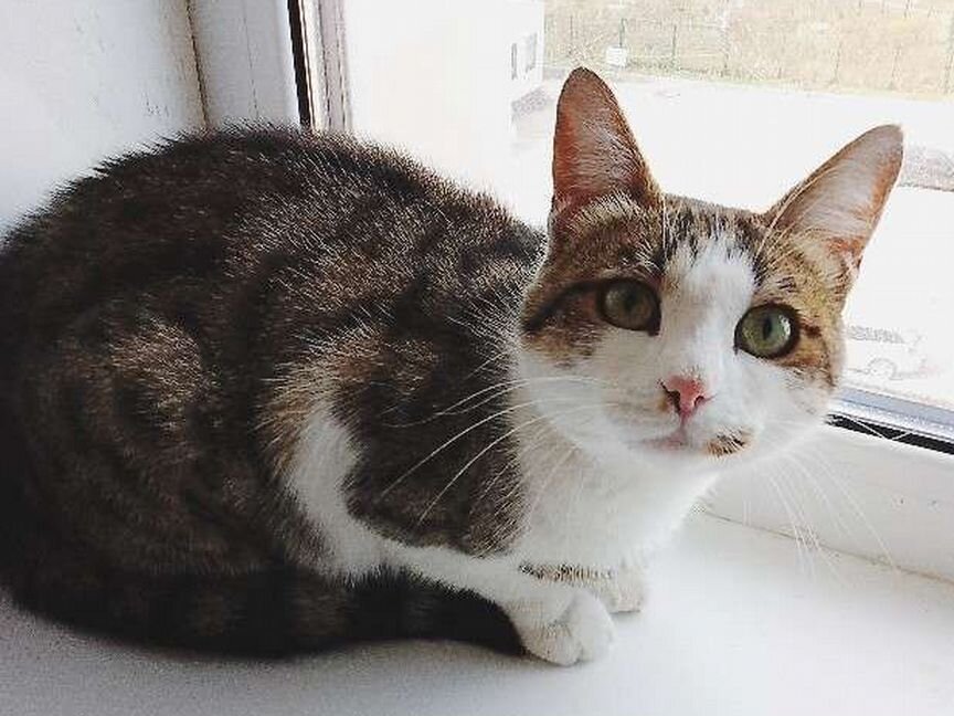 Кошка 1,5 г, мышеловка