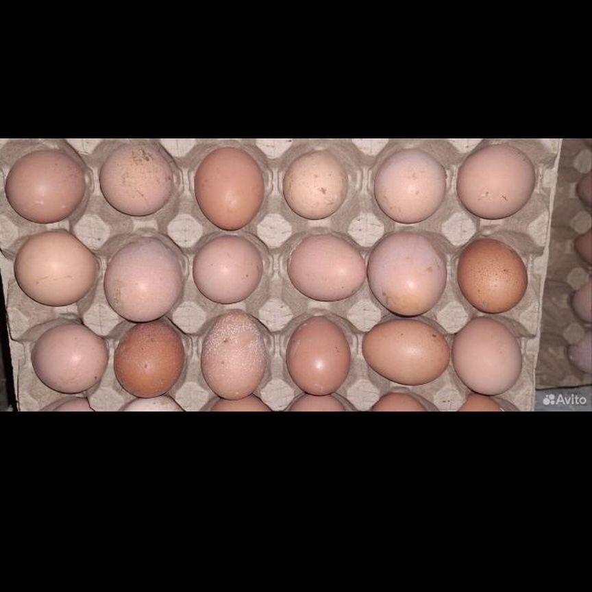 Инкубационное яйцо "Ред Бро"