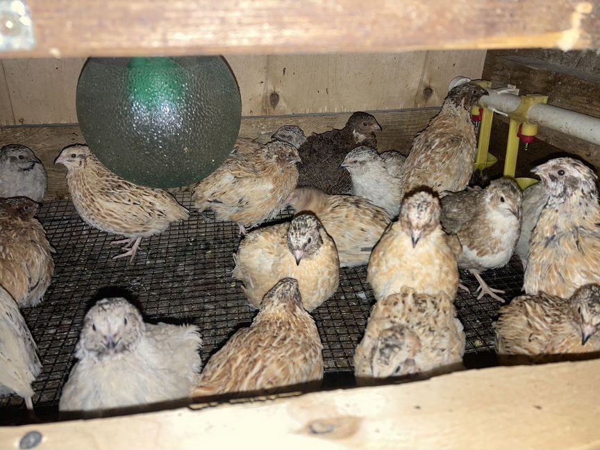 Перепела на еду или хищникам