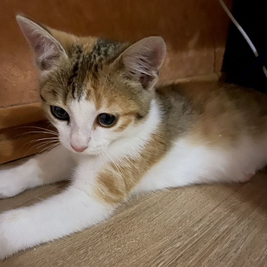 Отдам в хорошие руки кошечку, ей около 2ух месяцей