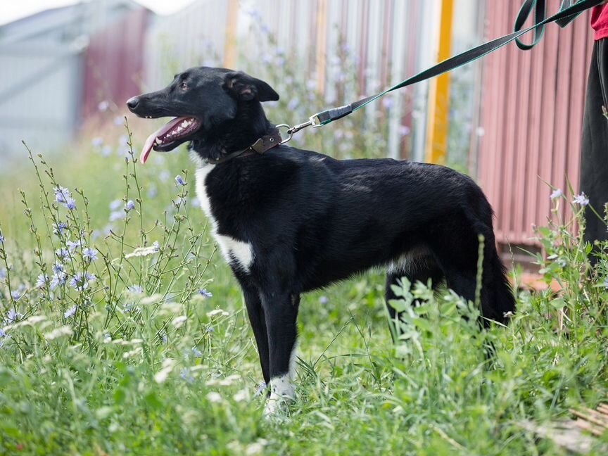 Джентельмен Мишка