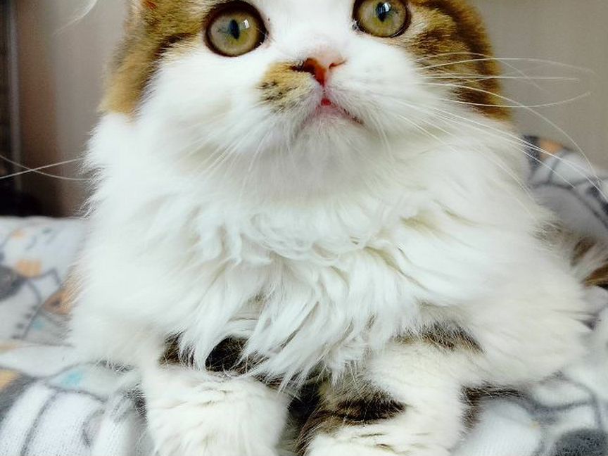 Девочка хайленд страйт