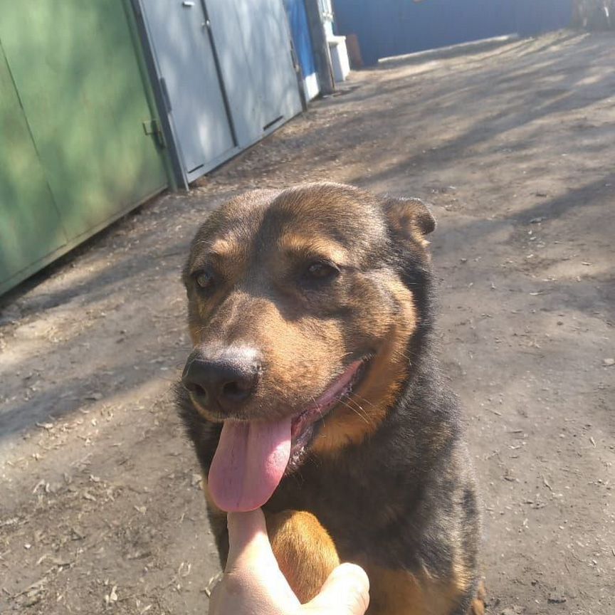 Собака в добрые руки