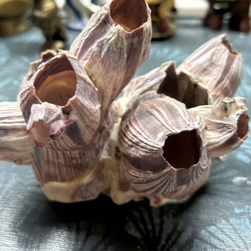 Коралл балянус укрытие для рыбок