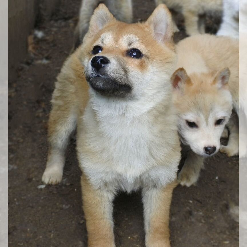 Сиба-ину, щенок