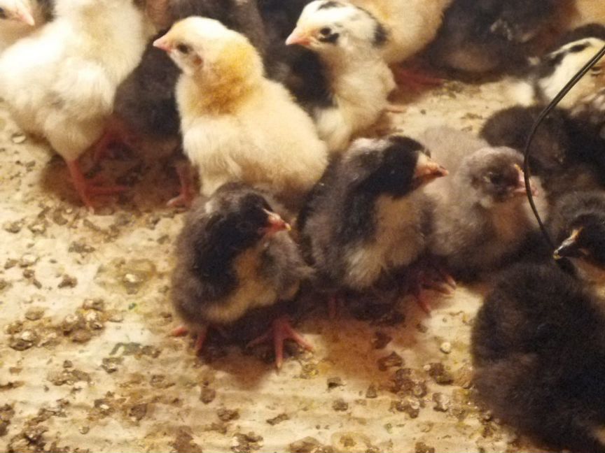 Цыплята суточные несушки
