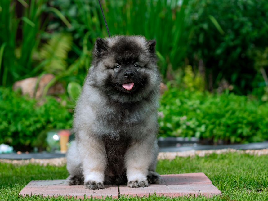 Настоящий Шпиц