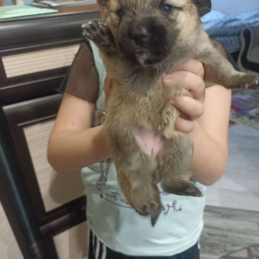 Щенки
