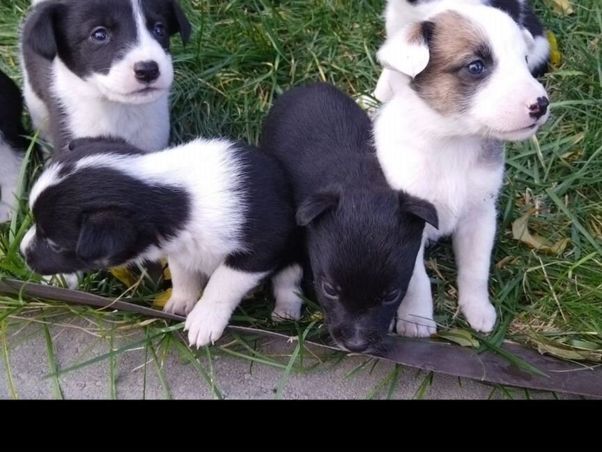 Отдам замечательных щенков