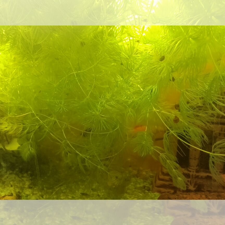 Роголистник