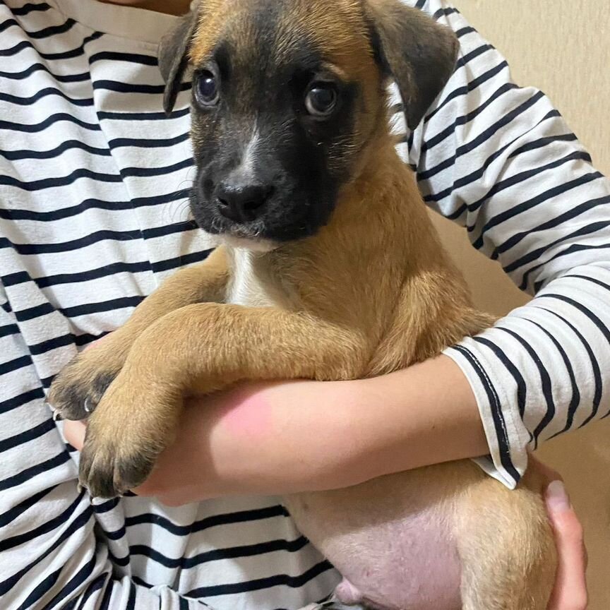 Маленький друг