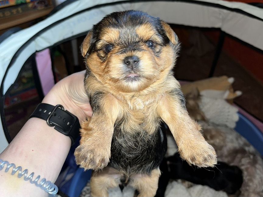 Йоркширский терьер щенки