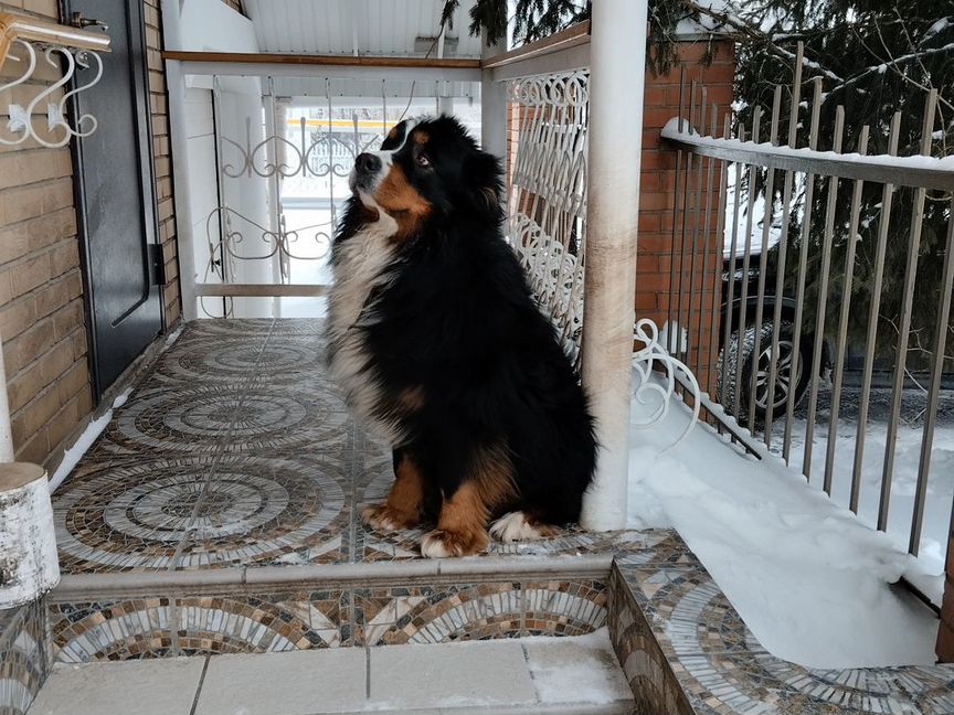 Ищем собаку для вязки