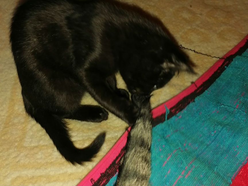 Морская свинка