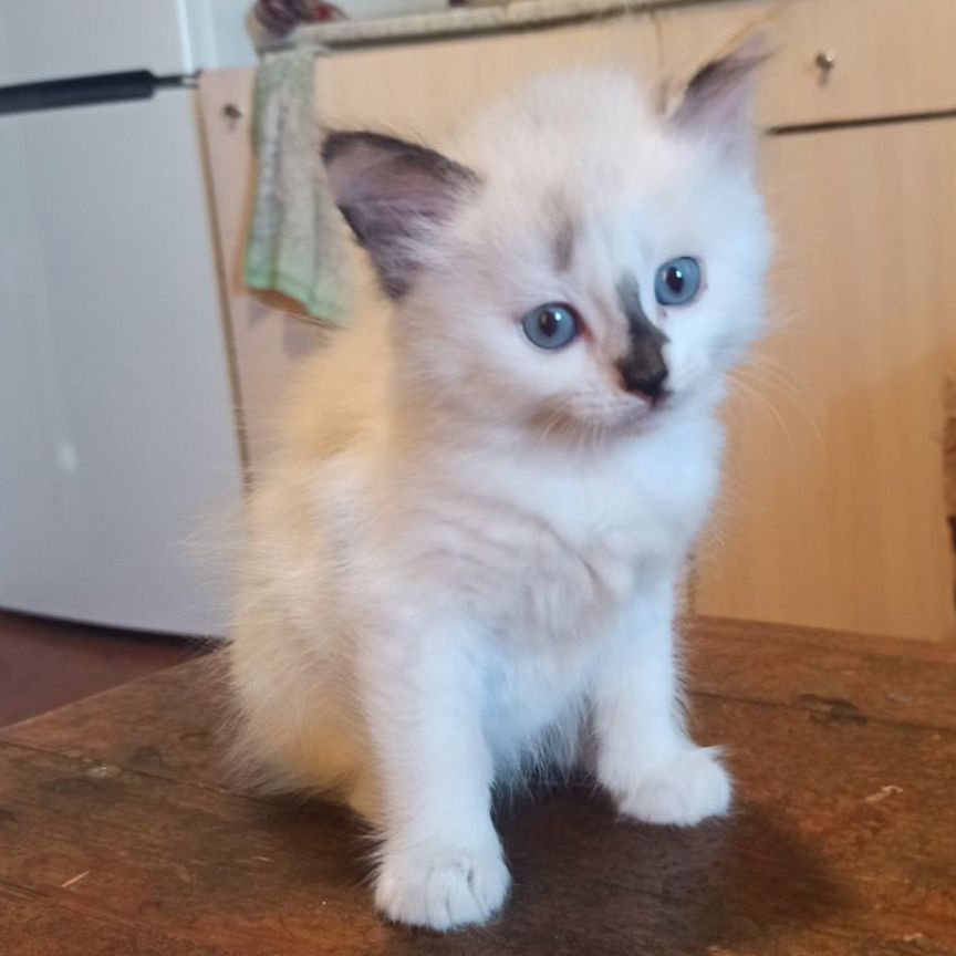 Отдам котят в добрые руки