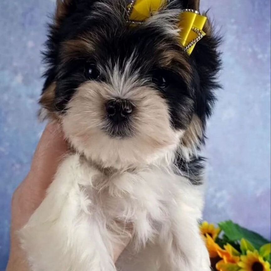 Шикарный мальчик породы Бивер