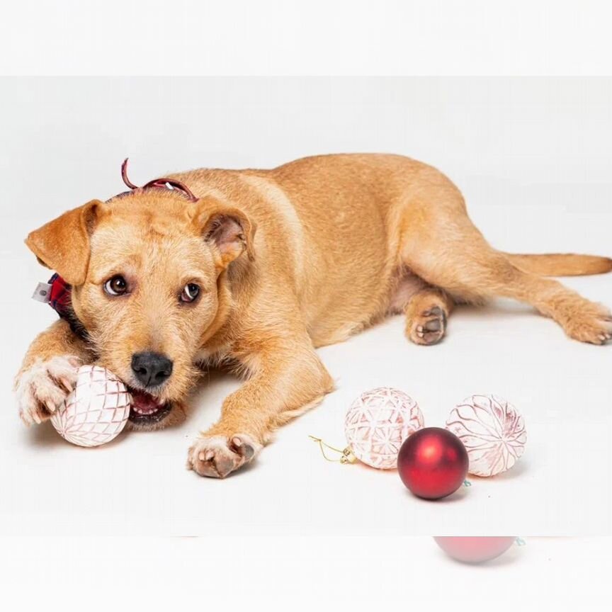 Взрослая собака в добрые руки