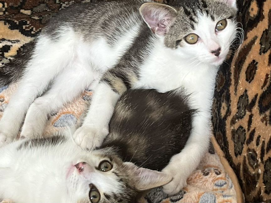 Котята в добрые руки мальчики