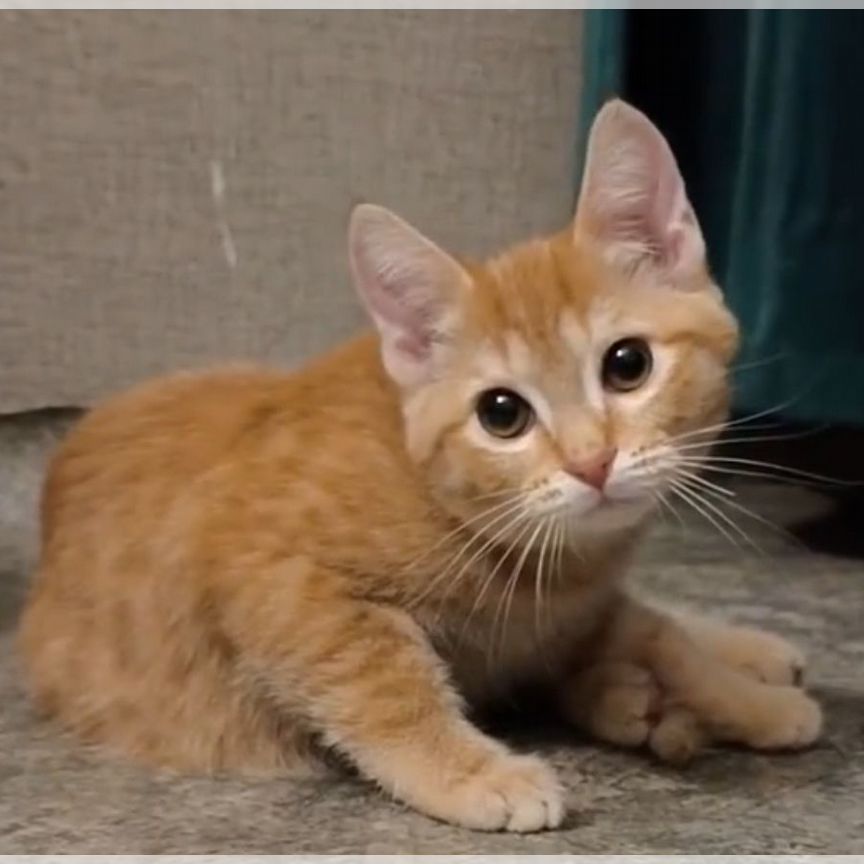 Котёнок в добрые руки